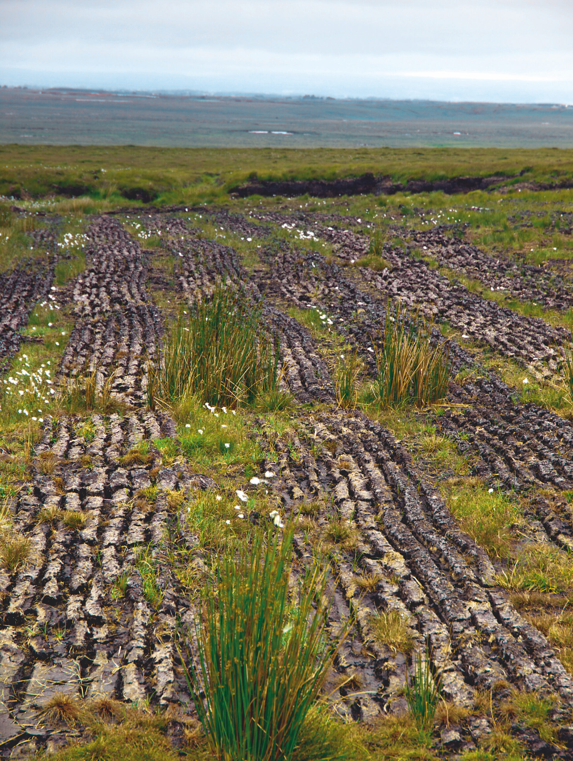 Dormire sulla terra: la torba | Pedano